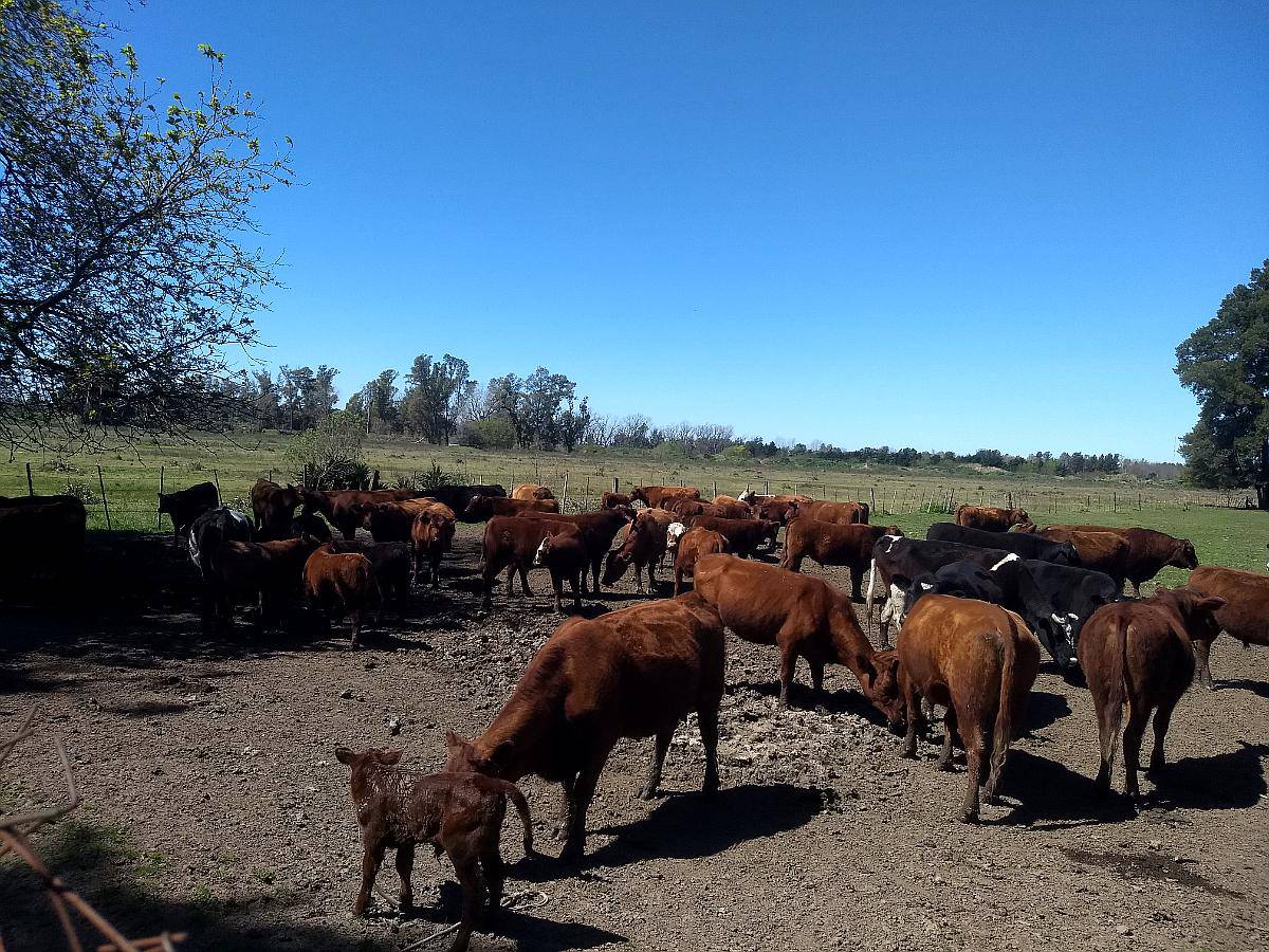 Rodeo de Vacas Completo - Agroads