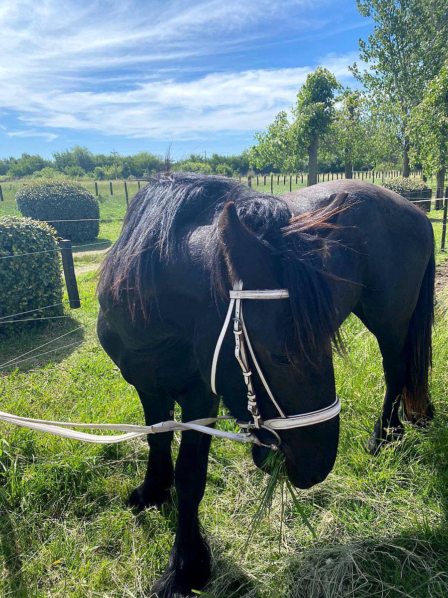 Caballo Frison Registrado (potrillo) - Agroads