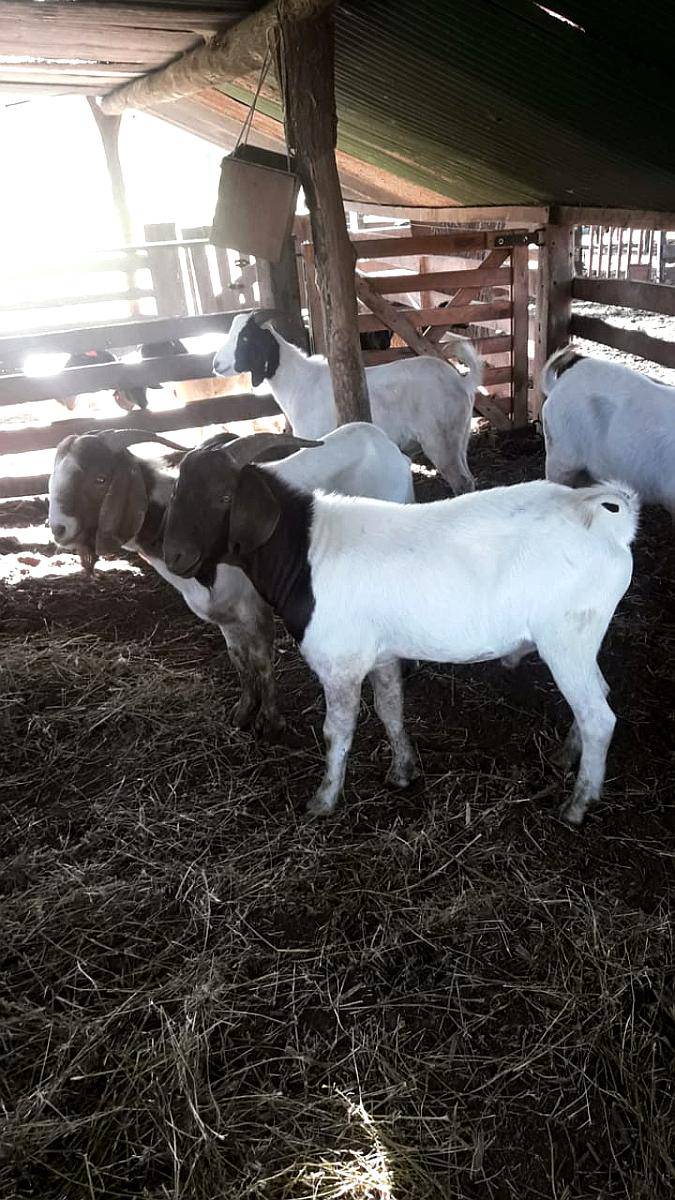 Chivos Boer de 2 Años - Agroads