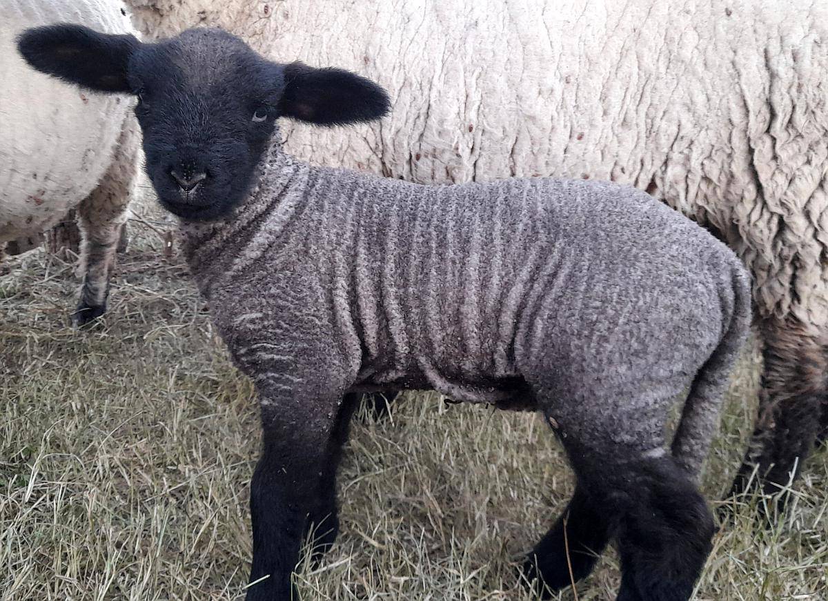 Corderos Cara Negra la Plata - Agroads