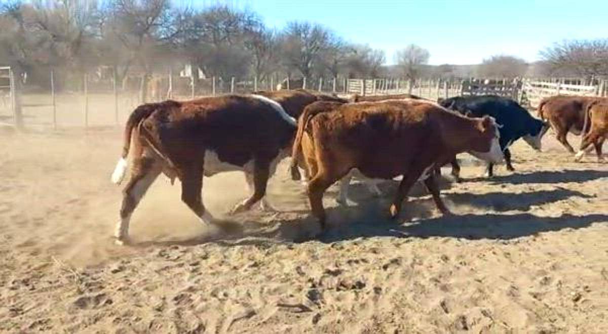 Rodeo 35 Vacas Invernada Braford 370/390 $ 175 Final - Agroads