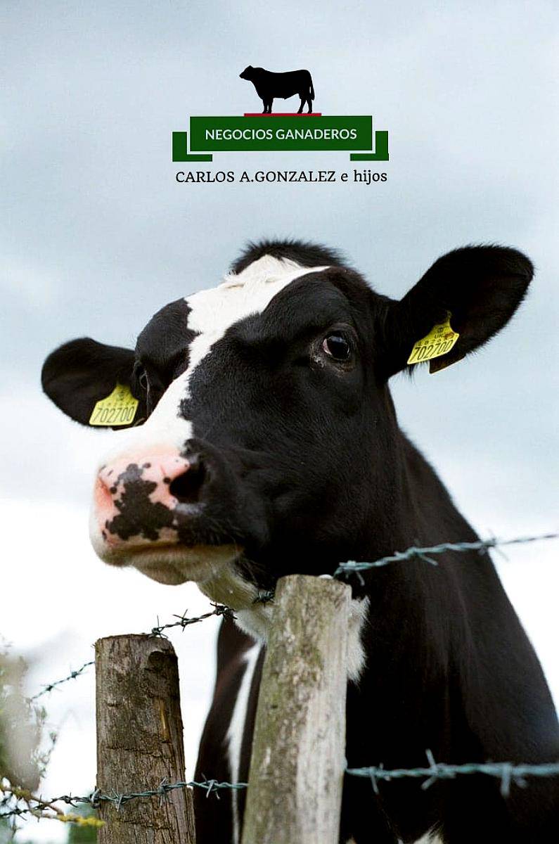 Tambo: Rodeos Lecheros Vacas Vaquillonas Terneras - Agroads