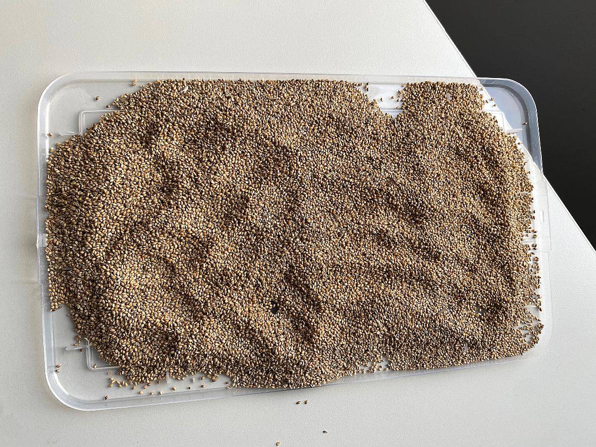 Semilla de Moha Colorada Gigante - $ 1.980 - Agroads