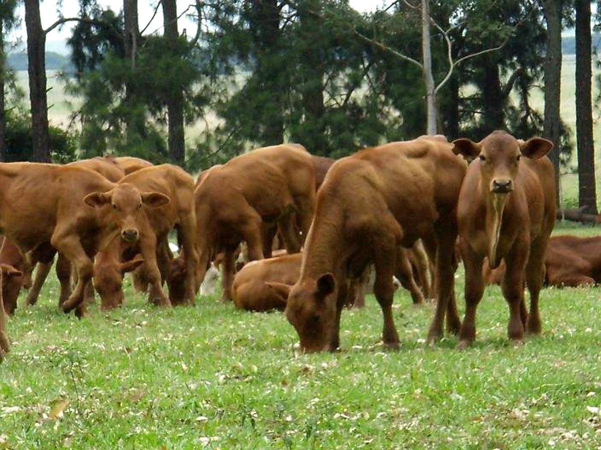 Repler Bolt Revaloraciones Opcion Terneros Angus 180 Kg - Agroads