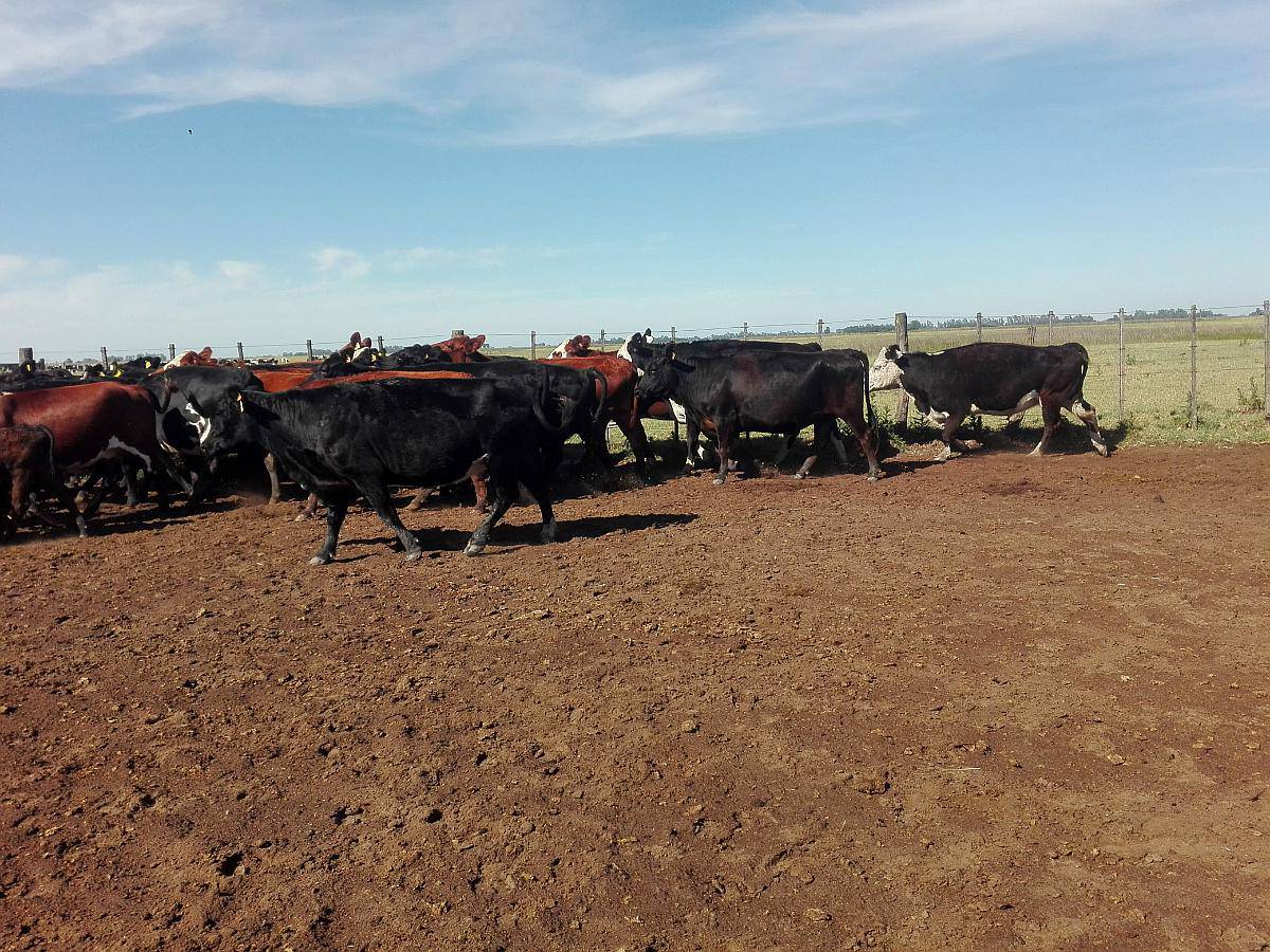 31 Vacas Nuevas Preñadas[parición Mayo/junio] - Agroads