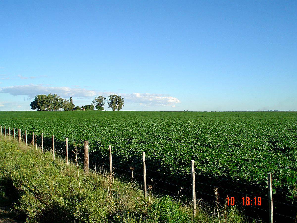 Entre Rios, Gualeguaychu Vendo 250 Has Agricolas - Agroads