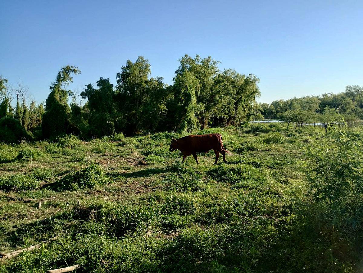 Campo Agricola en Gorch - u$s 7.700 / ha - Agroads