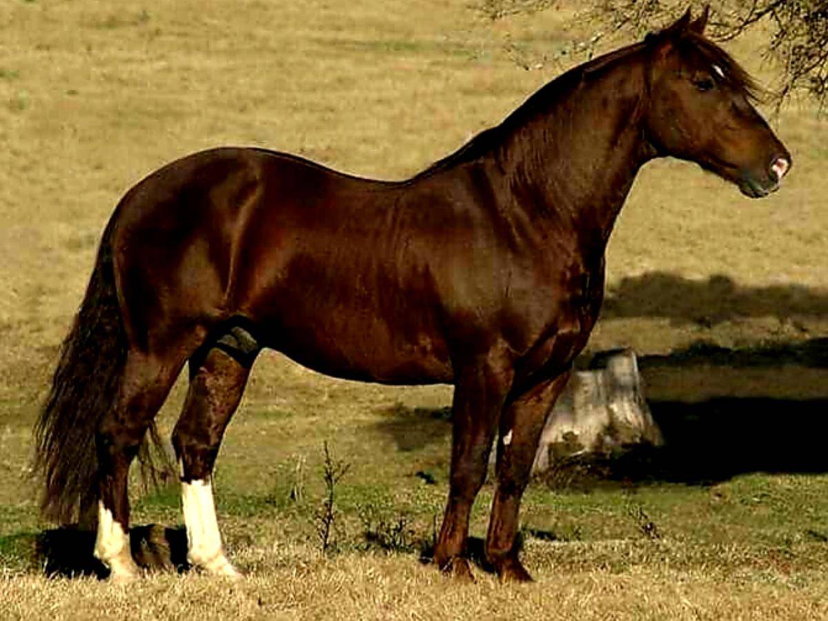 Criollos Puros de Pedigree, Cabaña: San Francisco de Asis. - Agroads