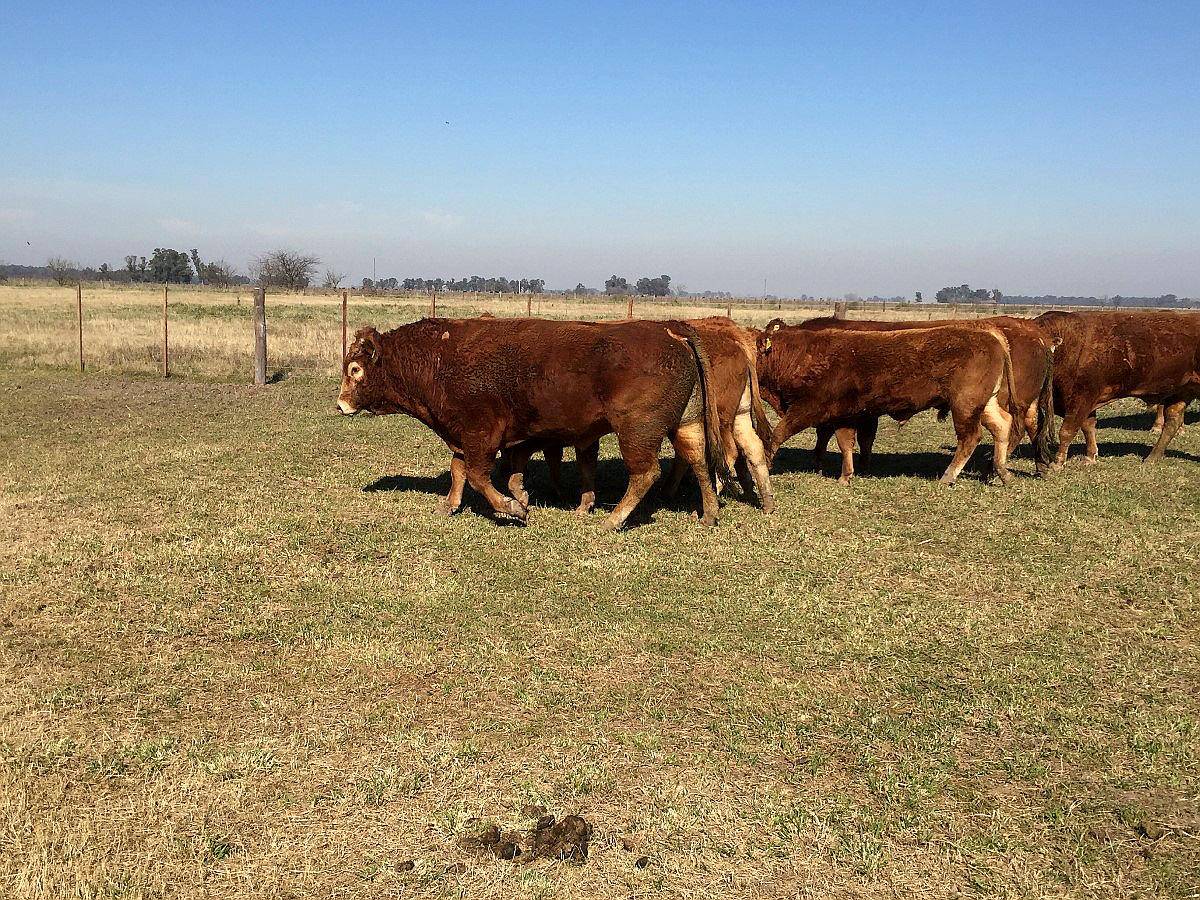 Venta de Toros Limousin - Agroads