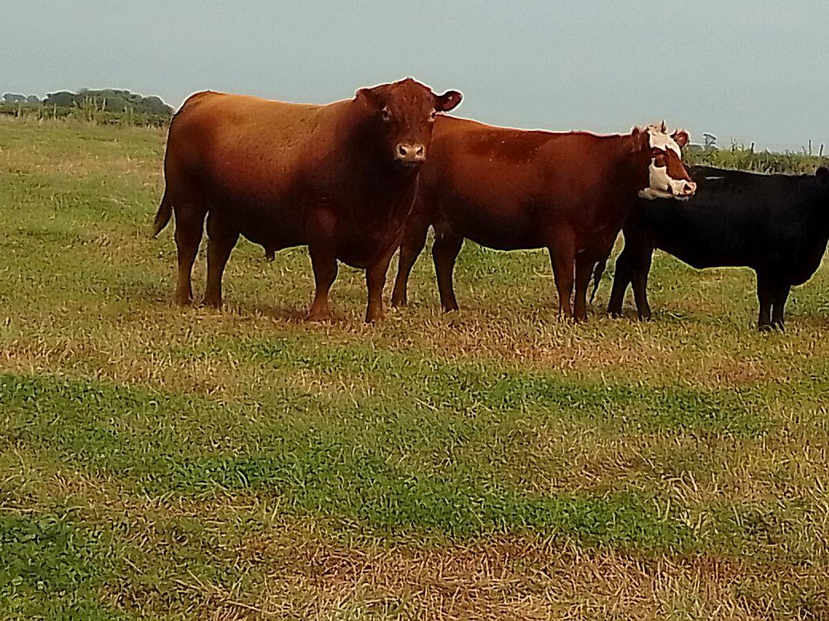 Vendo 1 Vaca Colorada 1 Toro Colorado y 2 Vaquillonas Negras - Agroads