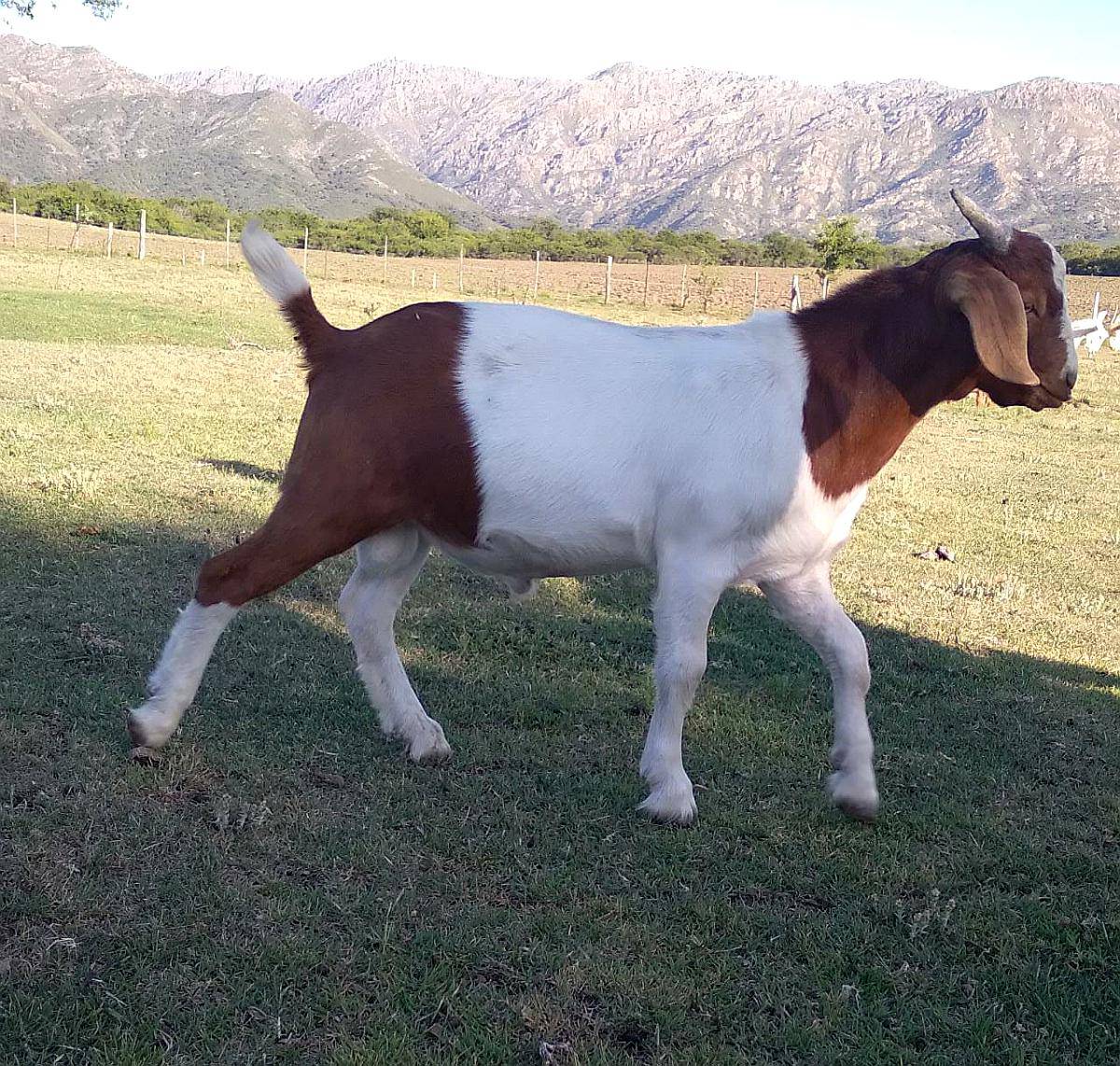 Macho Cruza Boer 5 Meses - Agroads