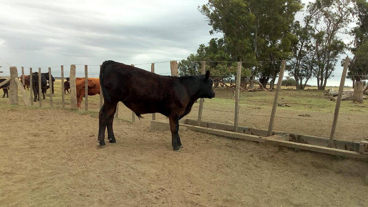 En Col. la Carlota (LA Pampa) - Agroads