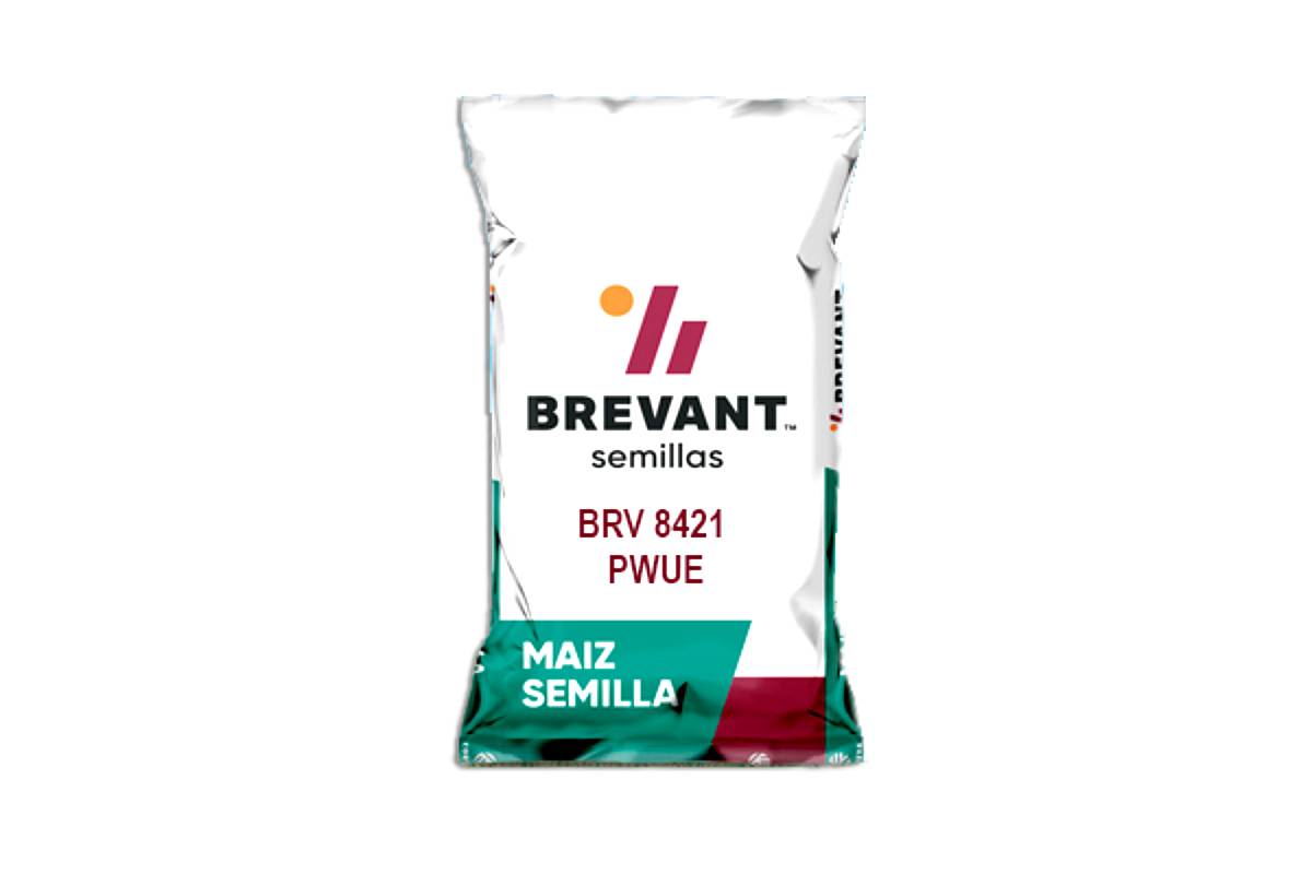 Semillas Brevant BRV 8421 Pwue - Agroads