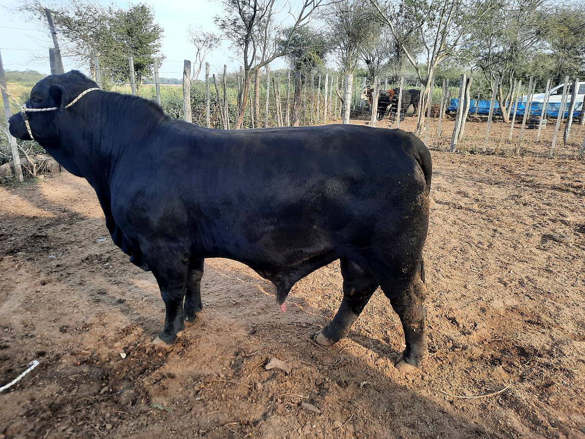 Toros Razas Brangus - Braford - Agroads