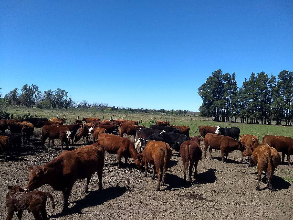 Rodeo de Vacas Completo - Agroads