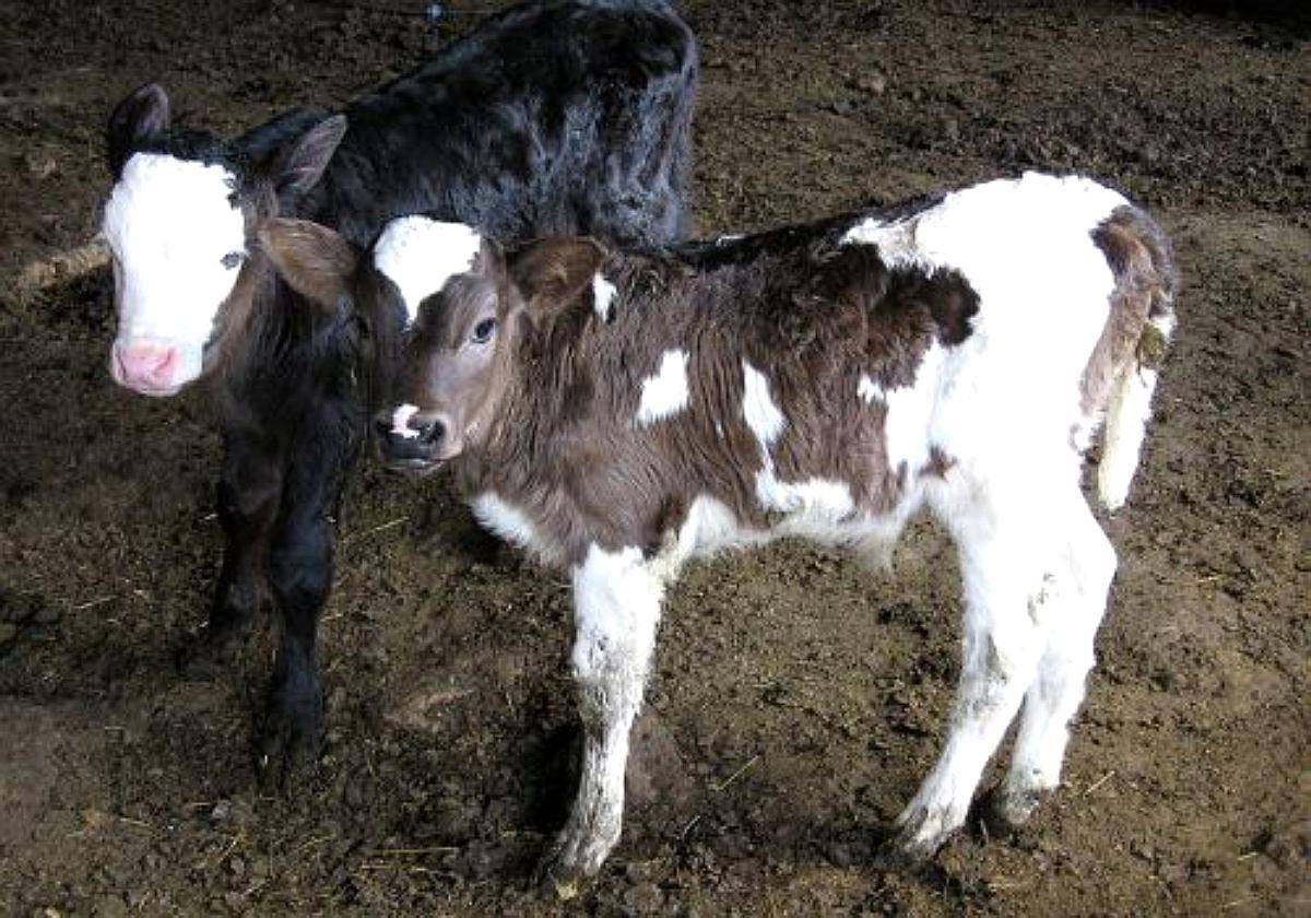 Compro Terneros Recien Nacidos, Calostrados Holando, Jersey - Agroads