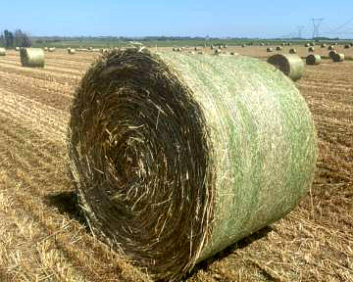 Rollos de Cola Raigras - $ 24.500 - Agroads