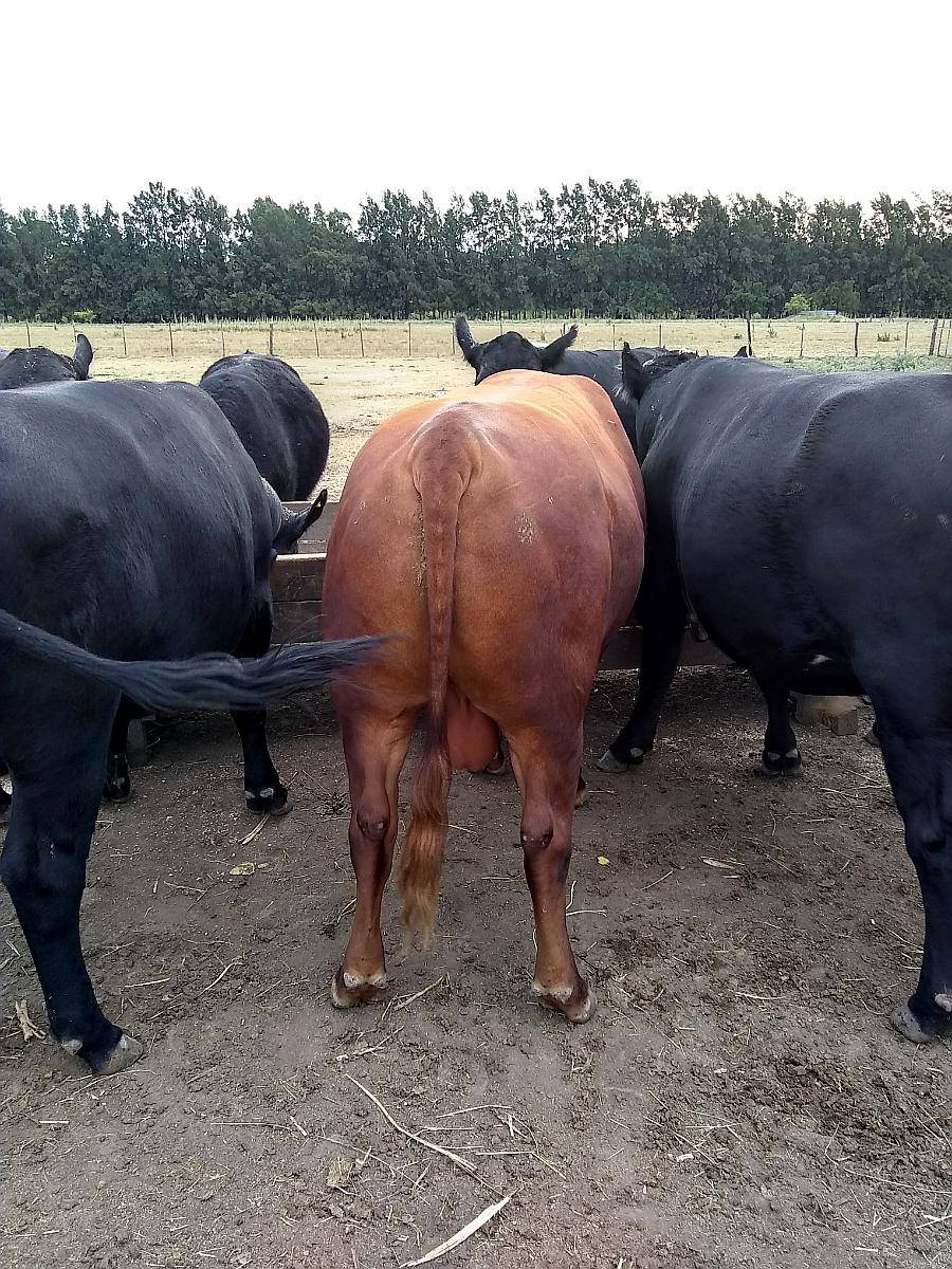 Toritos Negro y Colorado - Agroads