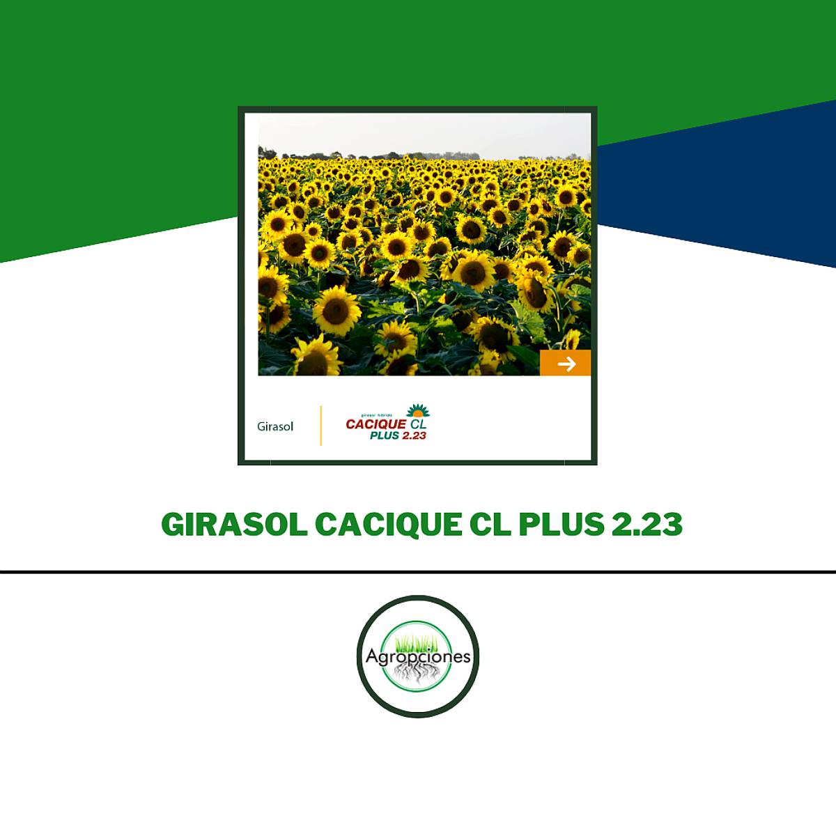 Semilla de Girasol Cacique CL Plus 2.23 - el Cencerro - Agroads