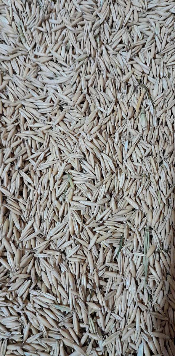 Semilla de Avena a Granel 13t - Agroads