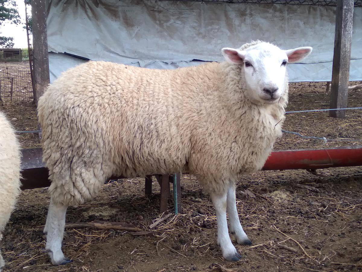 Vendo Borregas Texel DL - Agroads