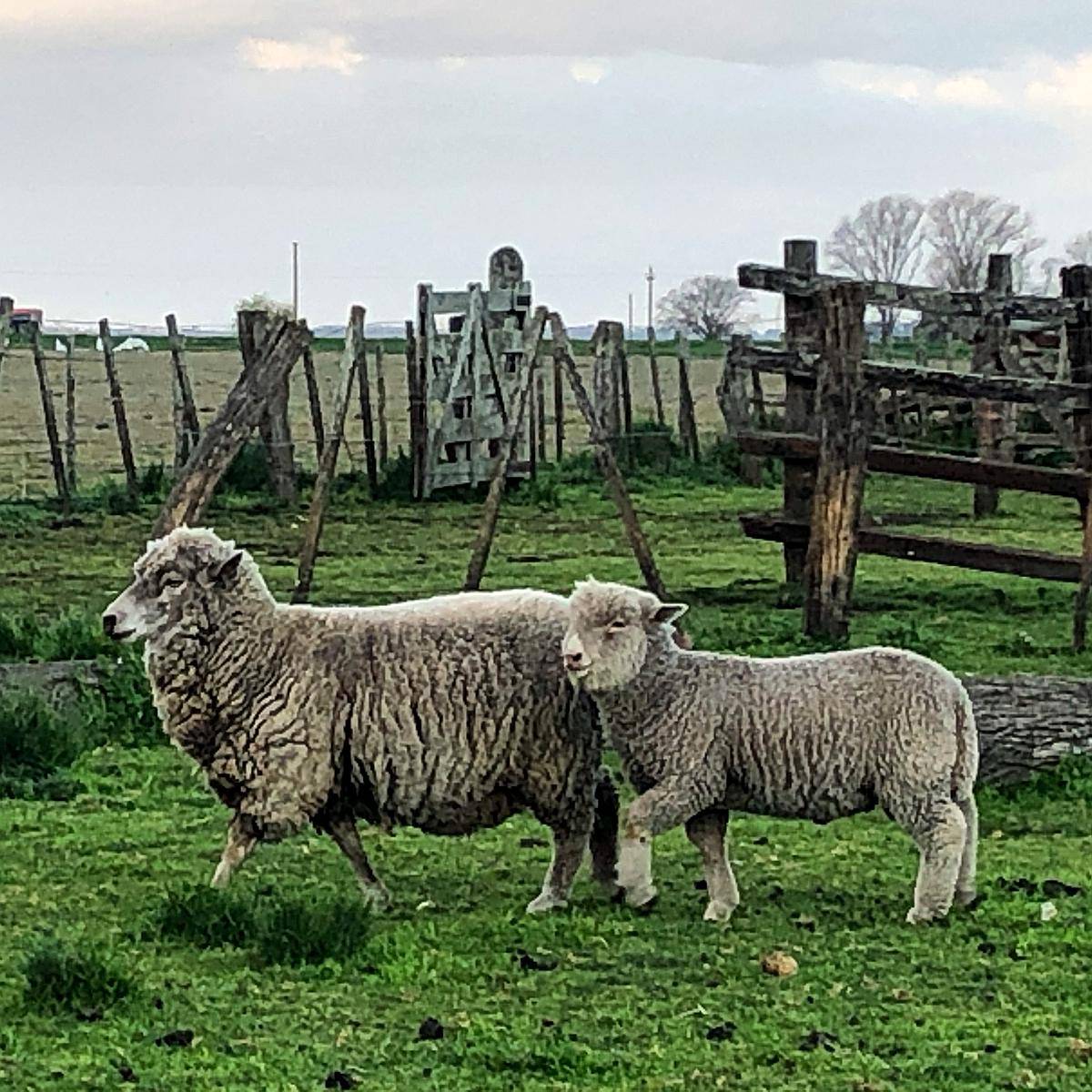 Ovejas Corriedale Preñadas Nuevas - Agroads