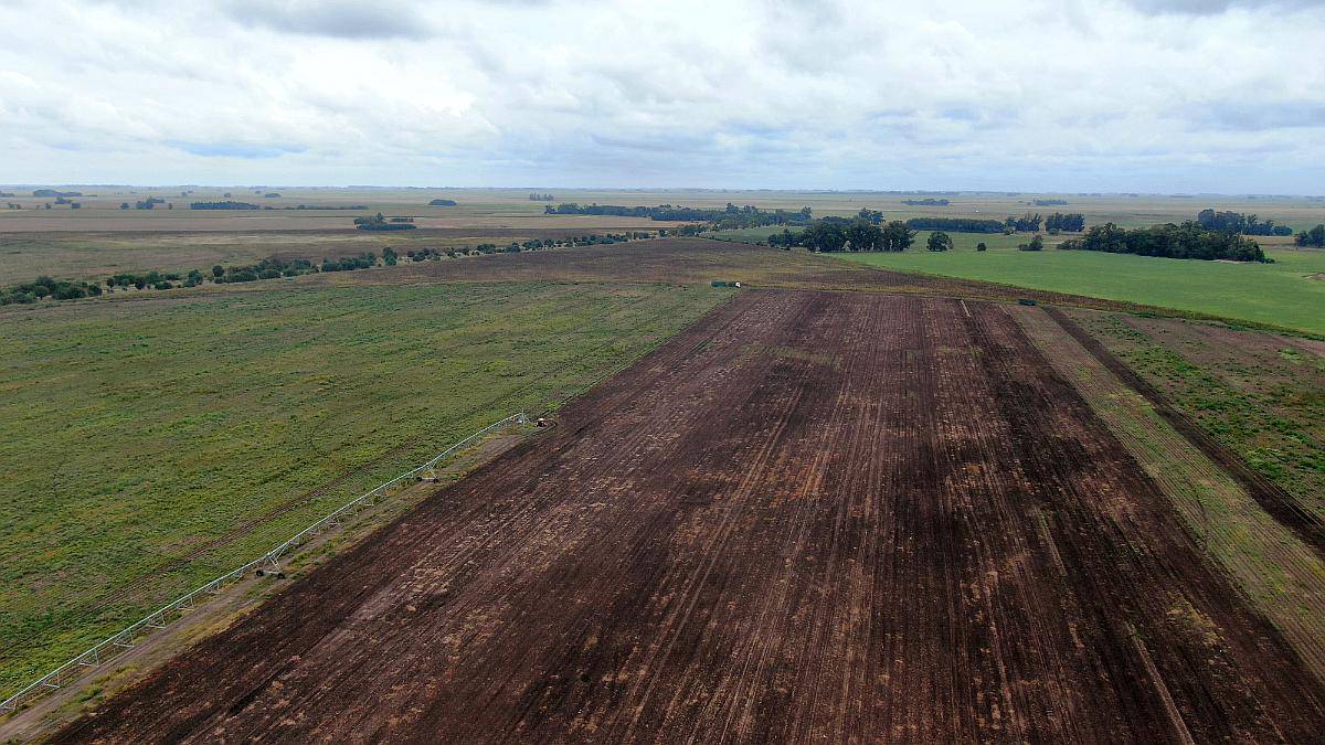 Partido de Balcarce - Agrícola - Venta. 350 hectáreas. - Agroads