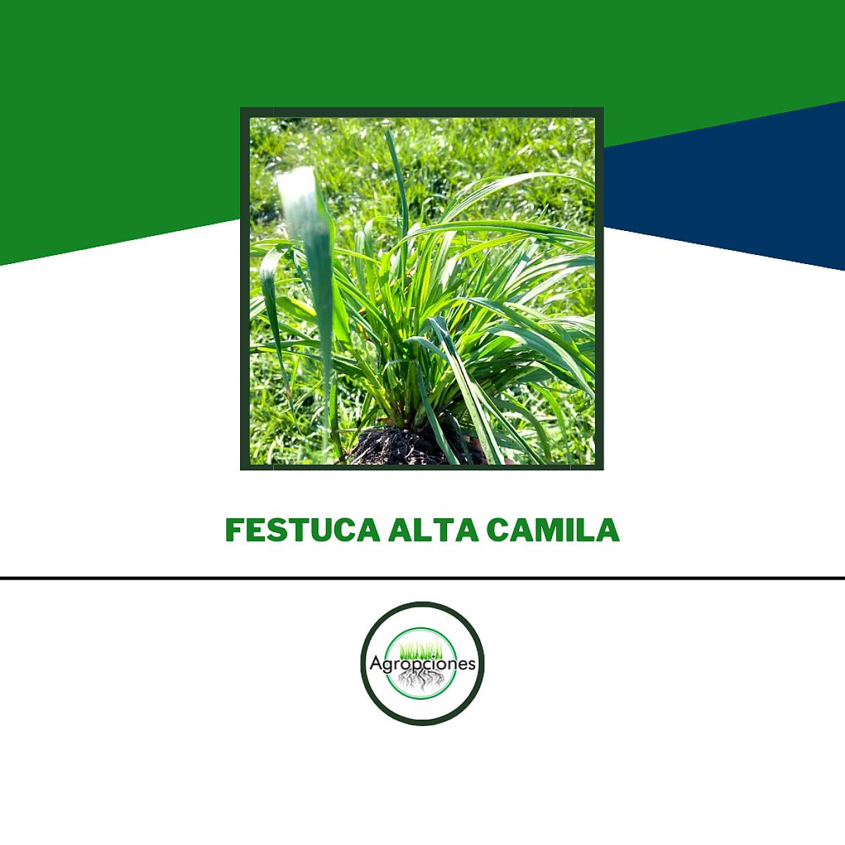Semilla de Festuca Alta Camila - Agroads