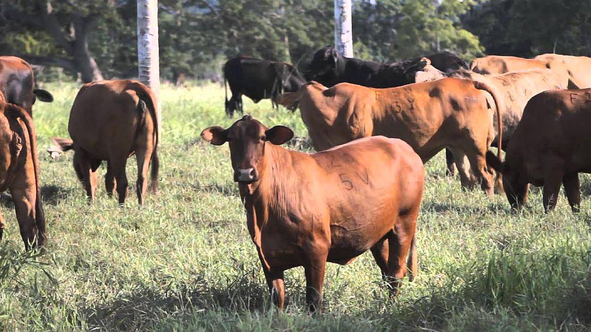 Nivulvet Rodeos 80 Vaquillonas Angus Preñadas $ - Agroads