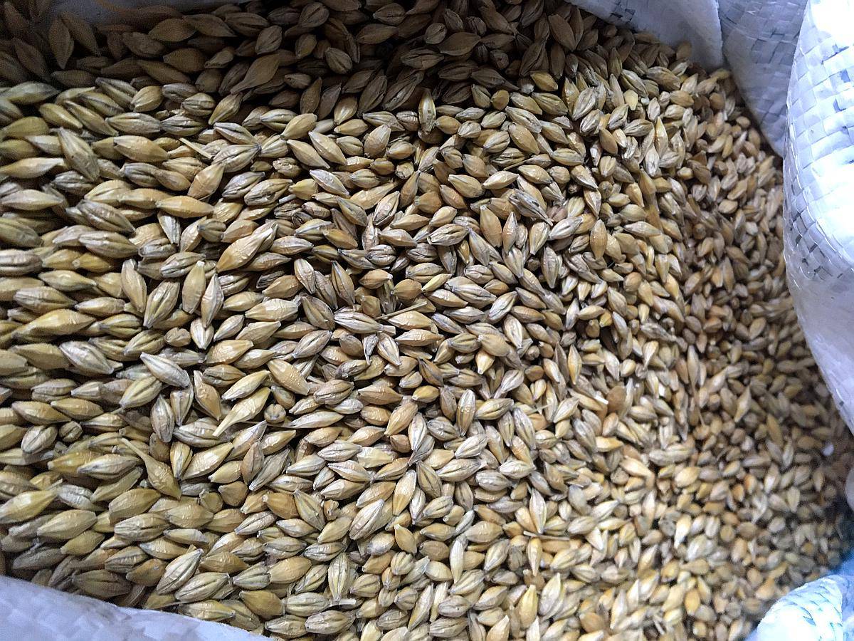 Semilla de Cebada Cervecera,… - Agroads