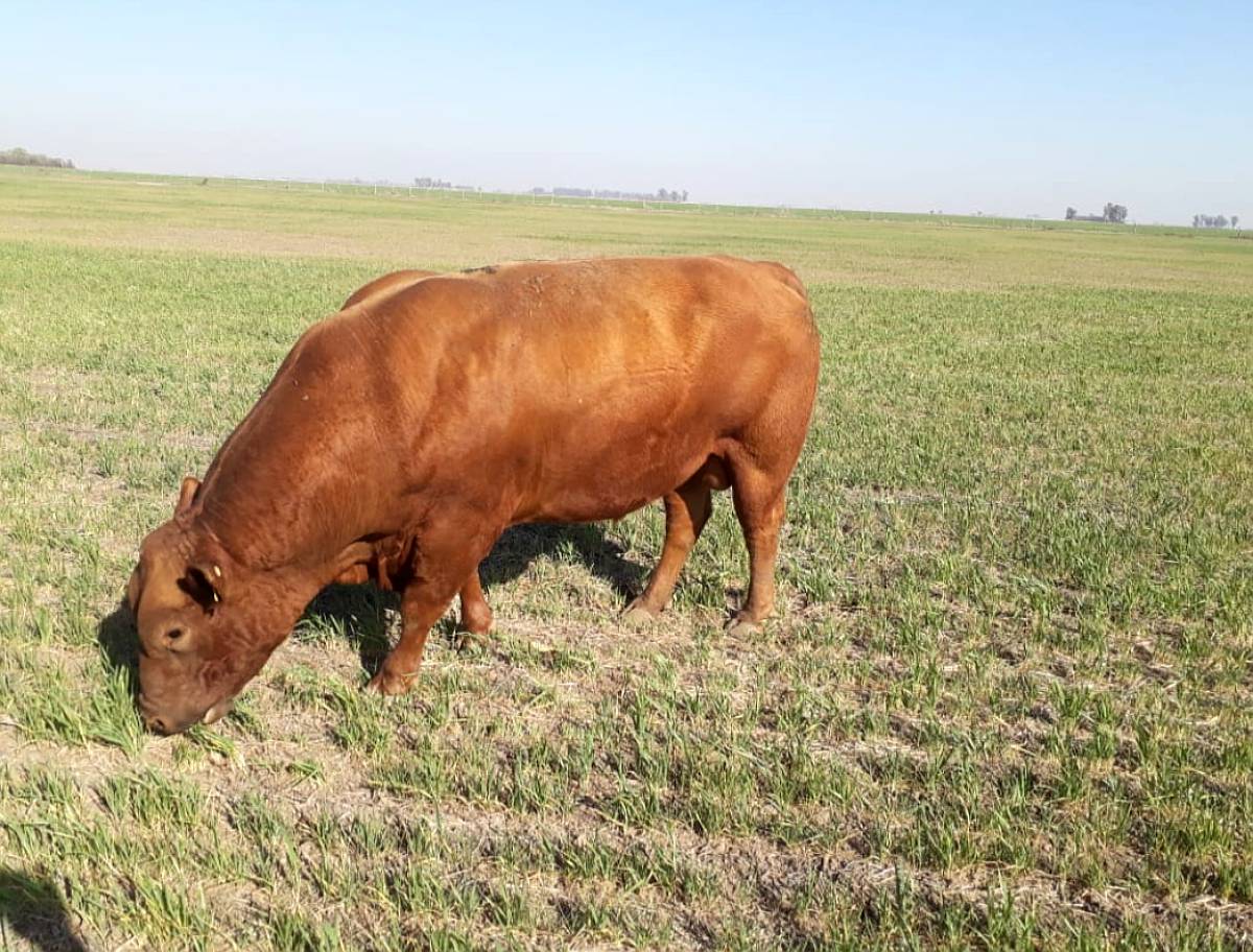 Venta de Toros Angus Colorados - Agroads