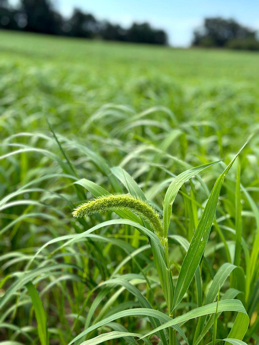 Venta de Semilla de Moha - Agroads