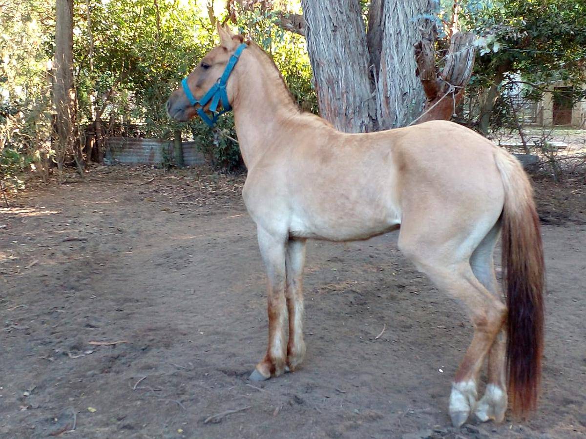 Potranca Gateada Mansa de Abajo - $ 150.000 - Agroads