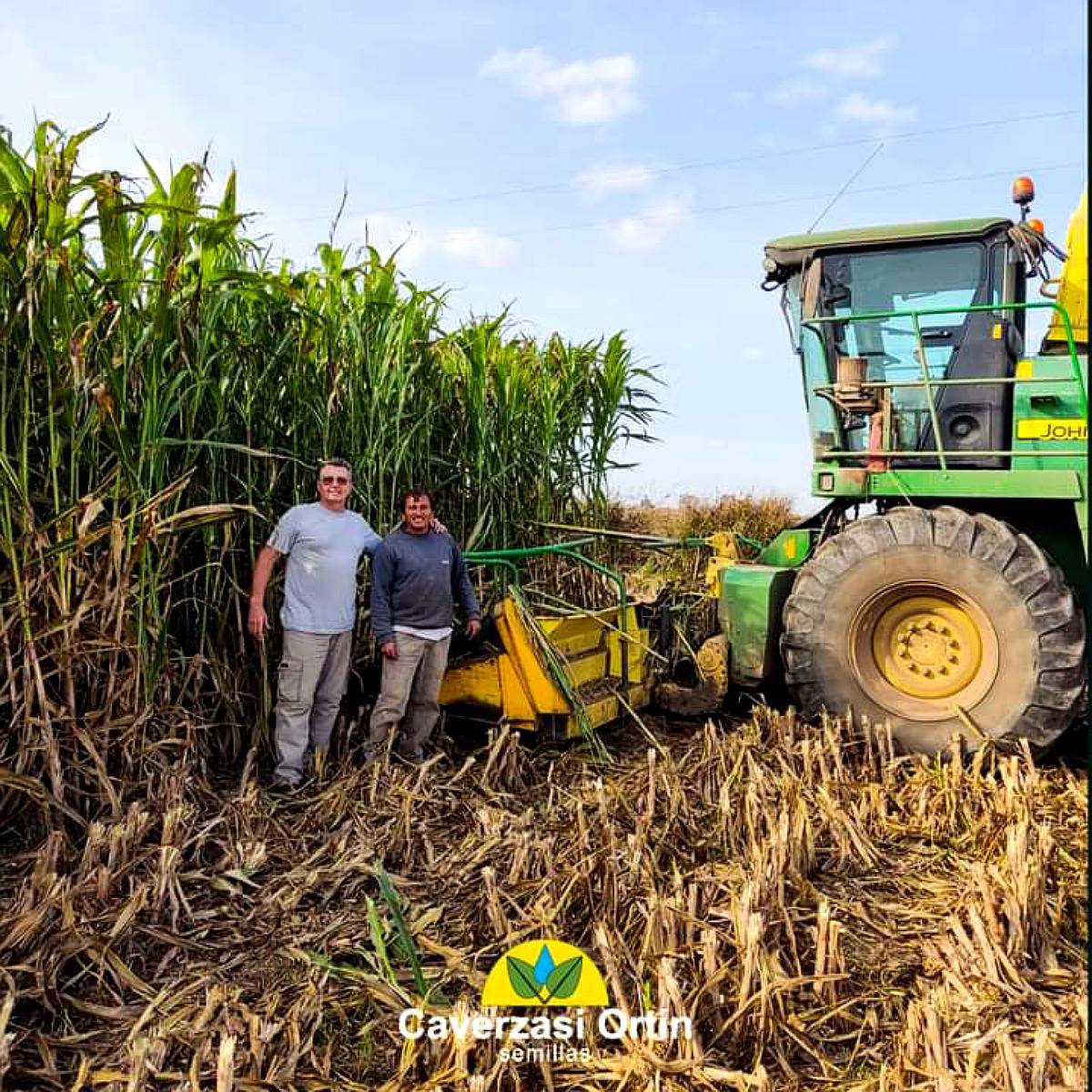 Sorgo Silero Gigante Boliviano Agri 002e Fotosensitivo para - Agroads