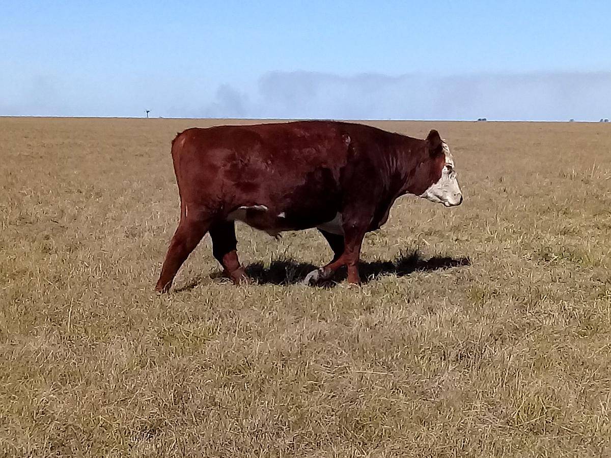 Compro Novillos Gordos Trazados - Agroads