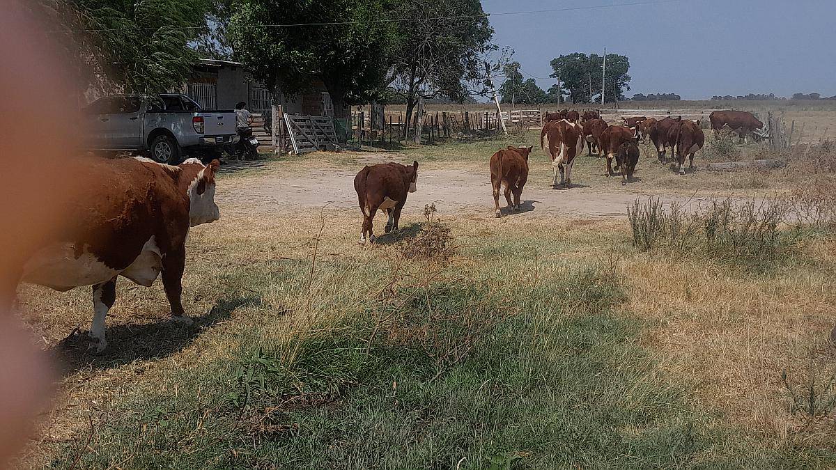 Vendo 2 Vacas y UN Ternero - Agroads