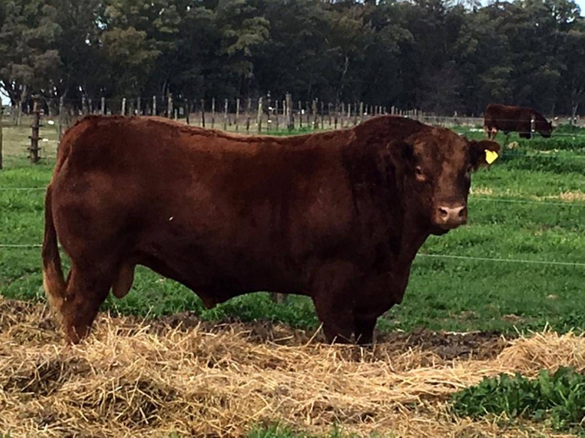 26 Toros 750 Kg Angus 13 Vacas Gordas 450 Kg Braford Sucios - Agroads