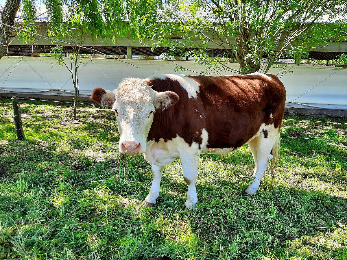 Novillos Angus y Hereford para Faena Consumo Gordo Export. - Agroads