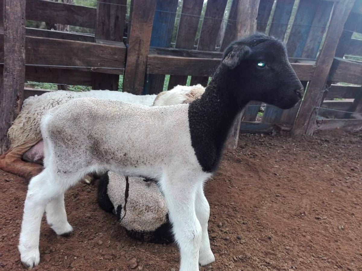 Crías Machos de Ovejas Dorper F1Y F2 - Agroads
