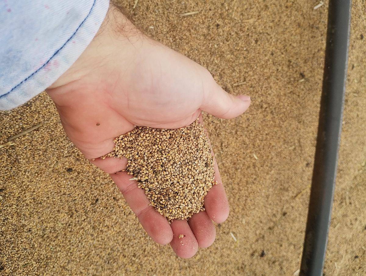 Semilla de Moha Gigante - $ 495 - Agroads