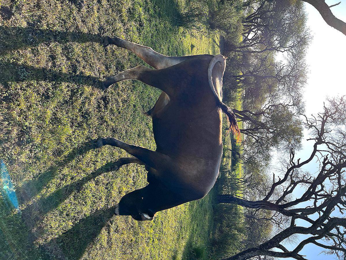 Toro Jersey de 3 Años - Agroads