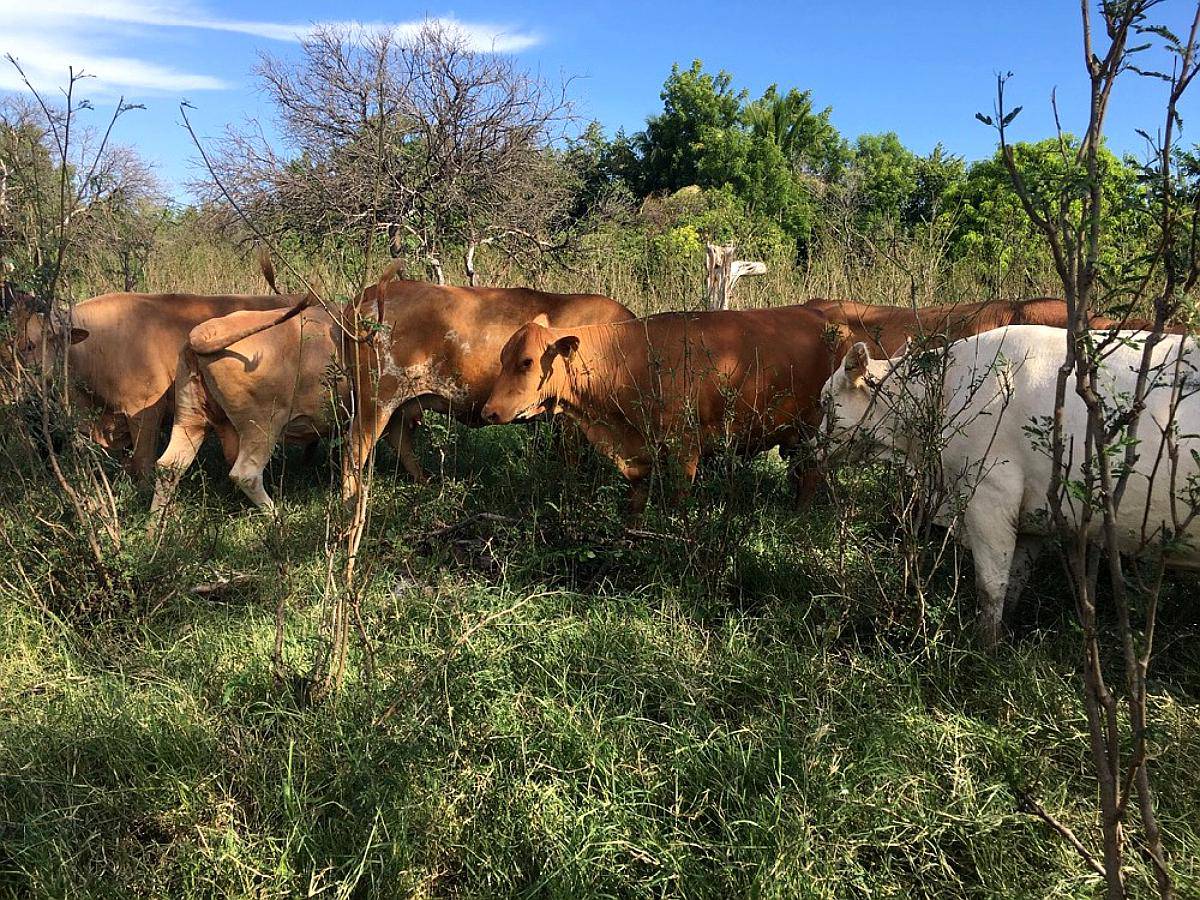 Venta de Vacas Preñadas - Agroads