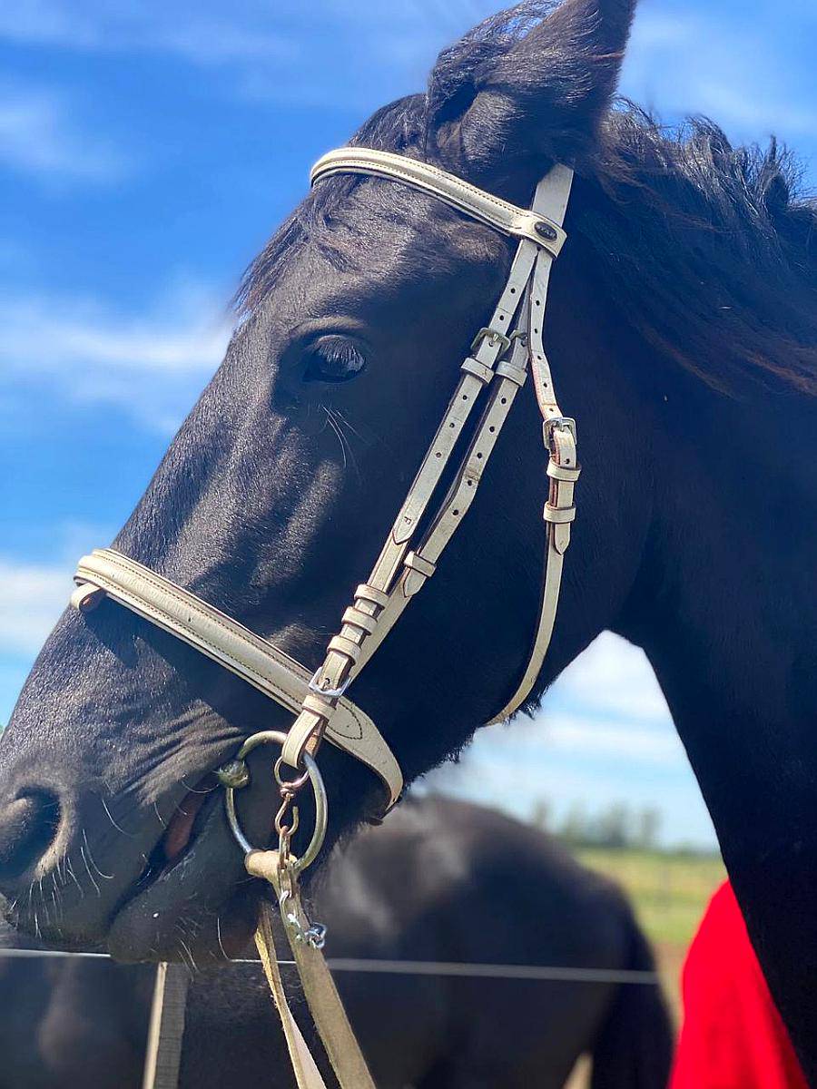 Caballo Frison Registrado (potrillo) - Agroads