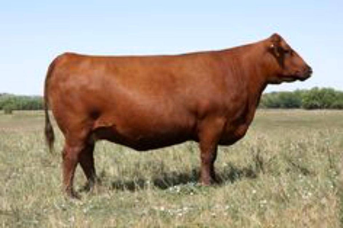 3 Vacas Coloradas + UN Toro Colorado de Regalo - Agroads