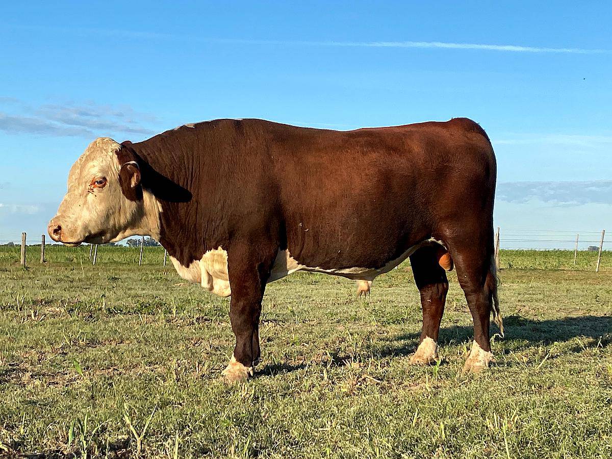 Toro de Raza Hereford - Agroads