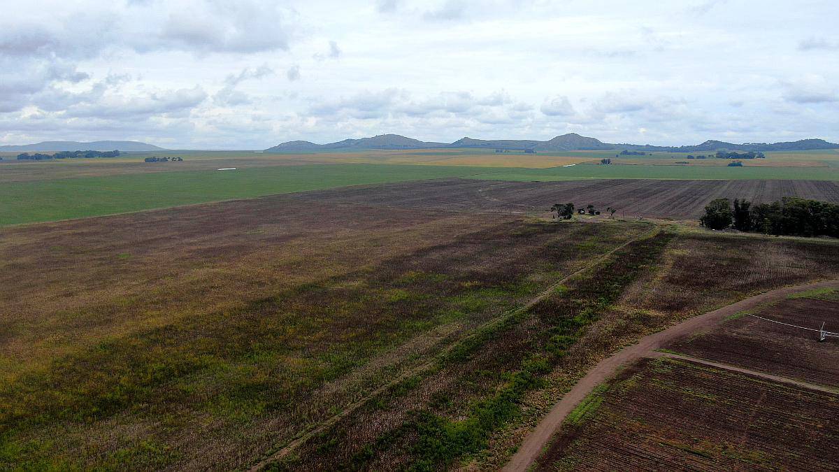 Partido de Balcarce - Agrícola - Venta. 350 hectáreas. - Agroads