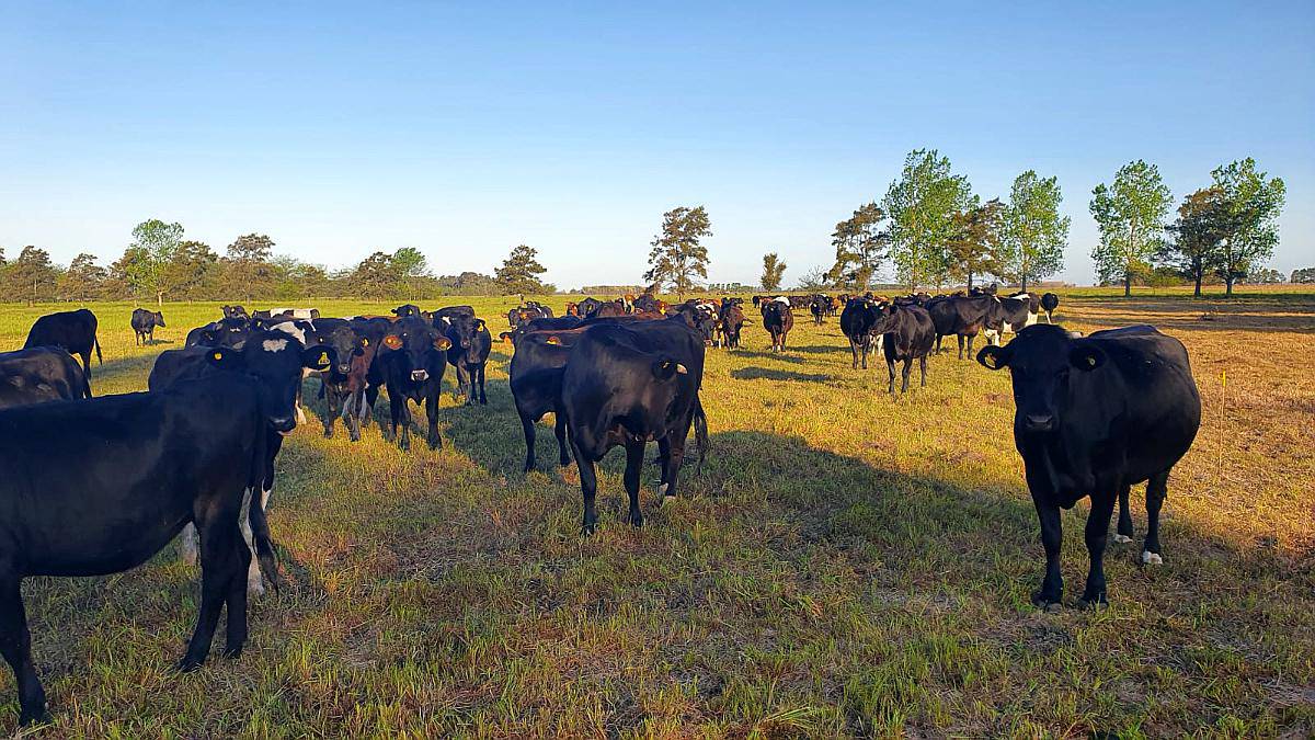 Toros Jersey y Cruza Neocelandesa (kiwicross) - Agroads