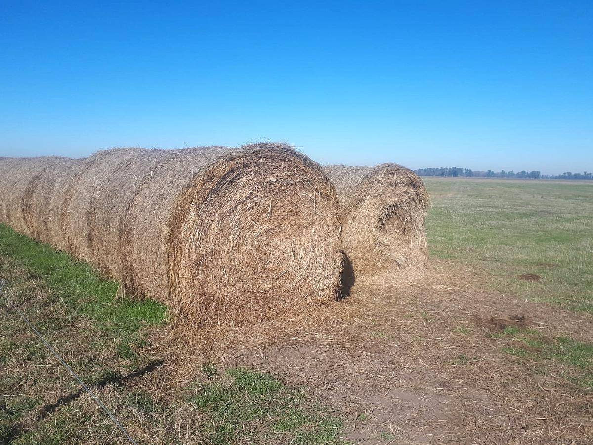 Rollos de Trebol y RYE Grass - $ 10.000 - Agroads