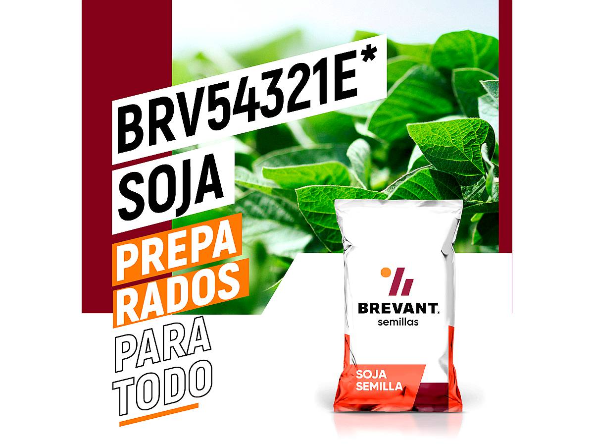 Semillas Brevant. Soja Brv54321e - Agroads