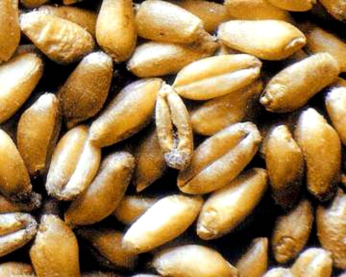 Compramos Centeno - Agroads